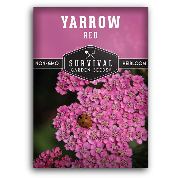Seed Collection - Yarrow Seeds - SurvivalGardenSeeds